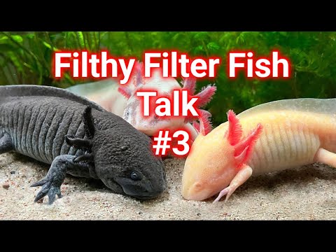 Aquatic Cuties: FFF Talk #3