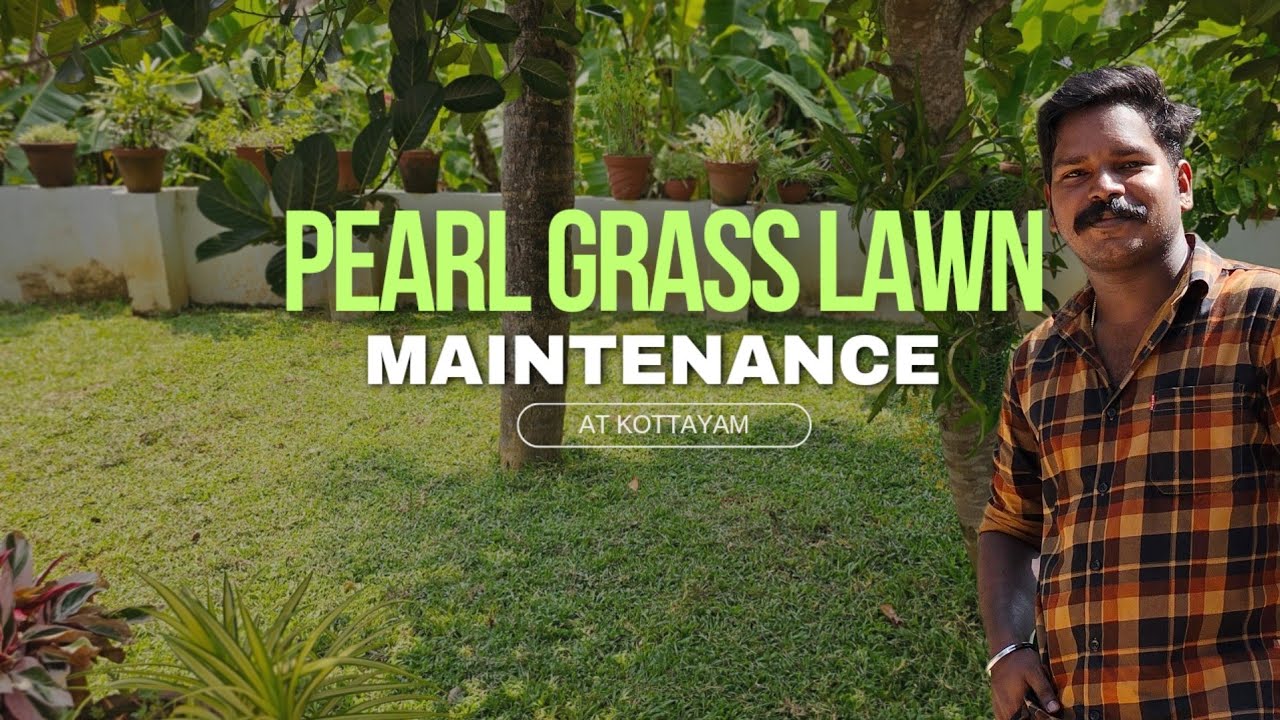 Pearl grass lawn maintenance at Kottayam - YouTube