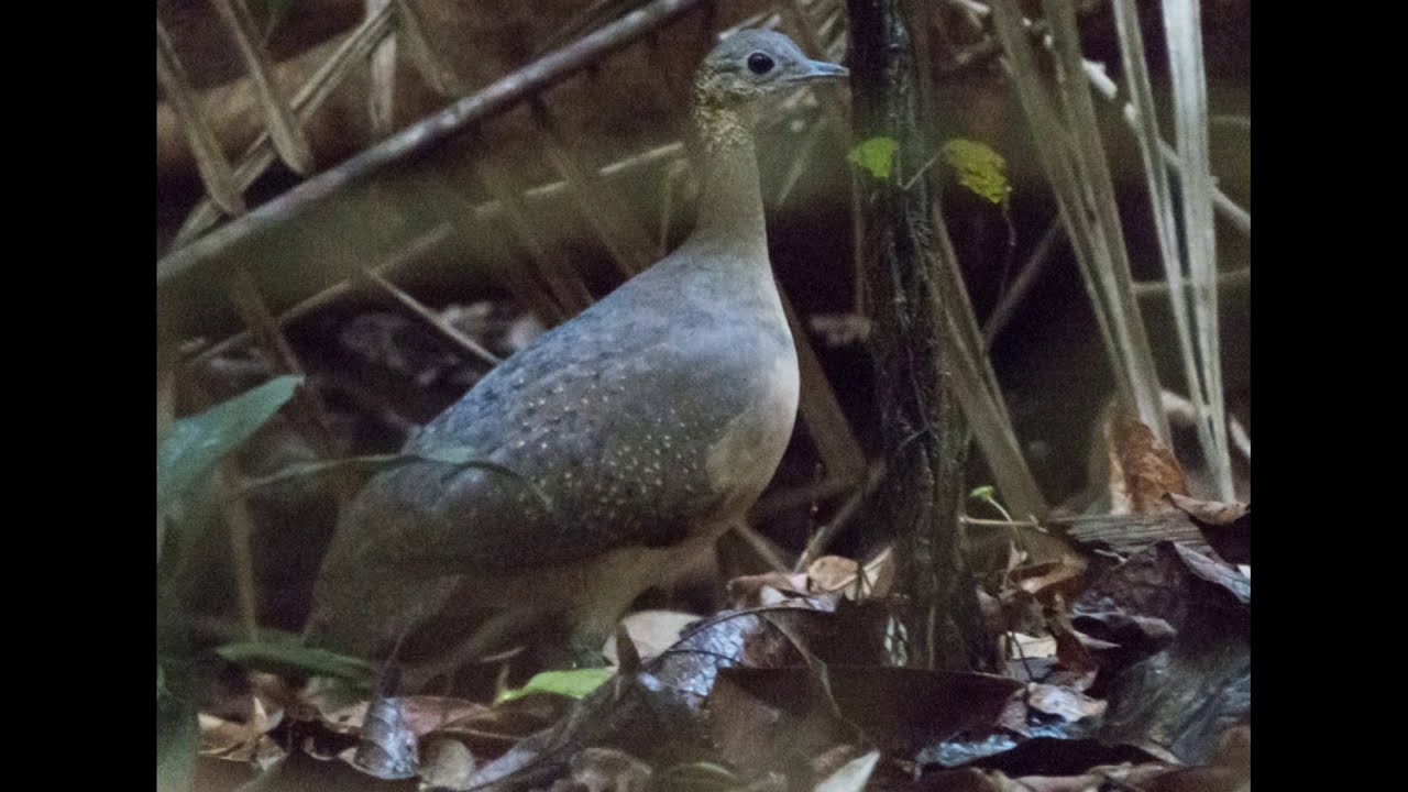 Canto do Inhambu-galinha (Tinamus guttatus) - YouTube