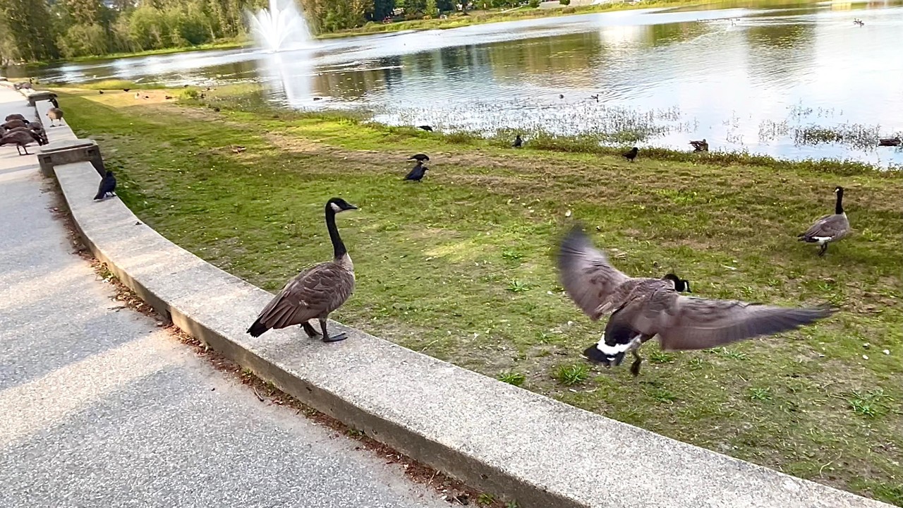 Whenever Canada Geese are Flying to Join Their Flock, Crows are Always ...