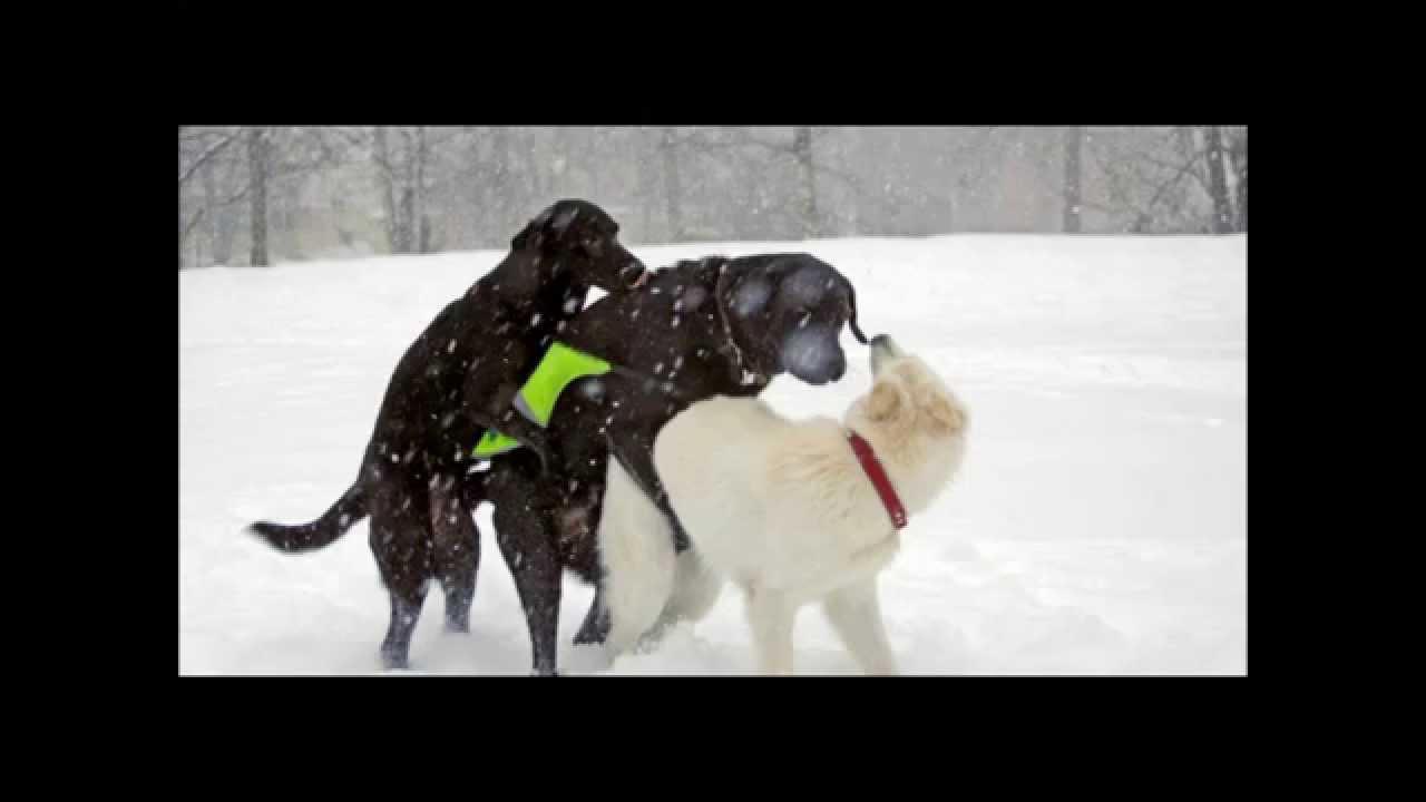 Dog breeding gone wrong - YouTube