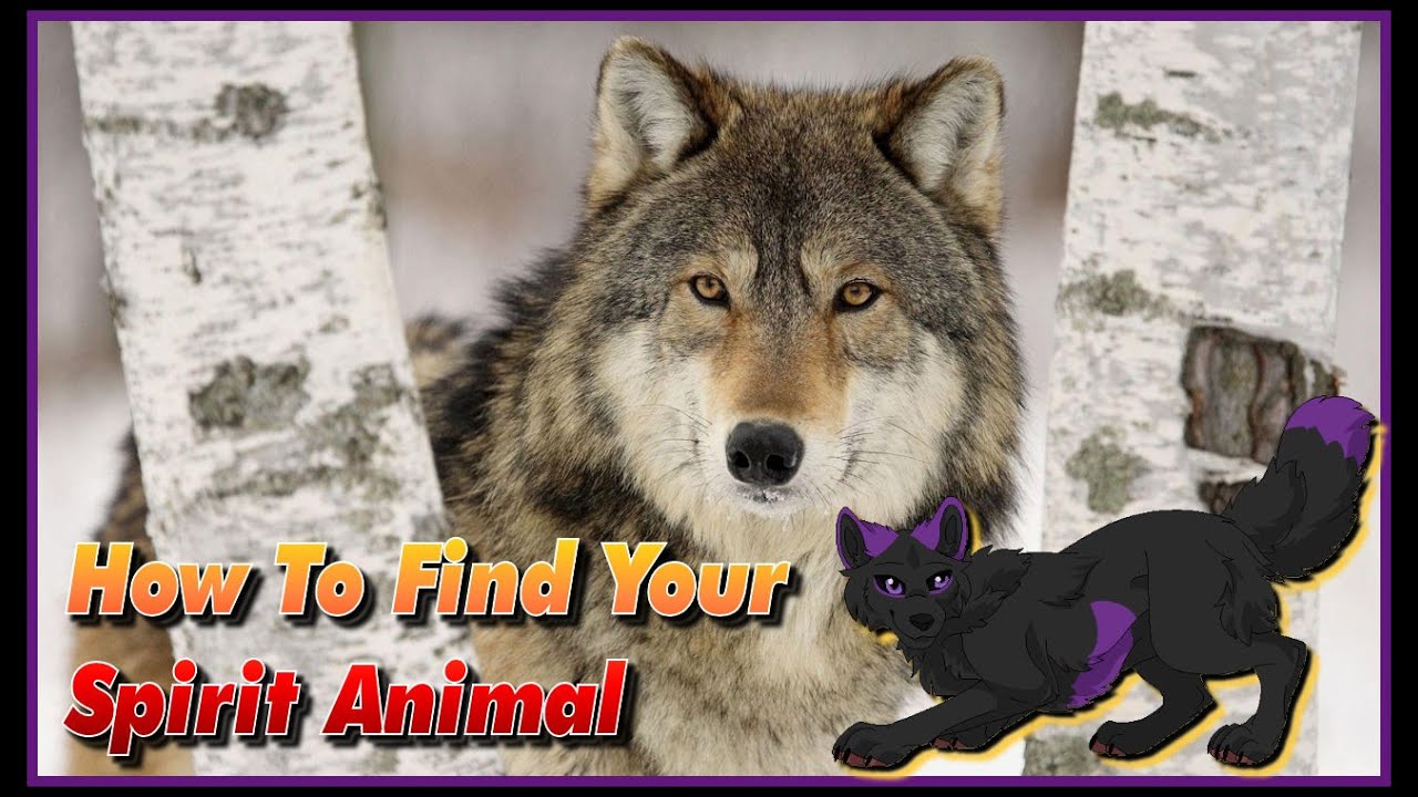 How To Find Your Spirit Animal - YouTube