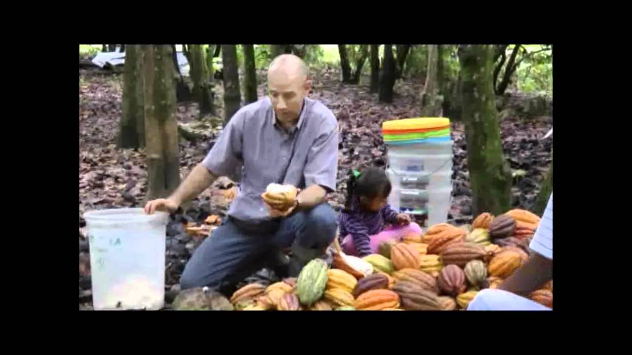 Breaking Open Cacao Pods - YouTube