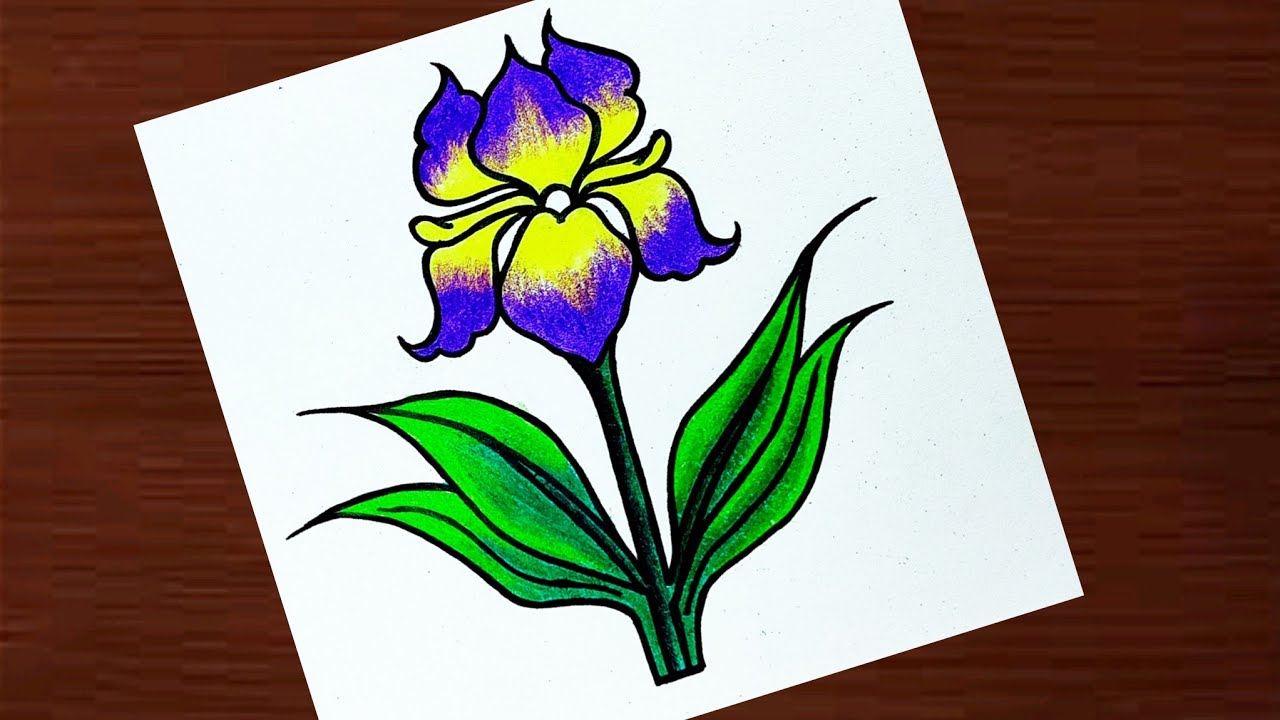 How To Draw Iris Flower Step By Step || Iris Flower Drawing... - YouTube