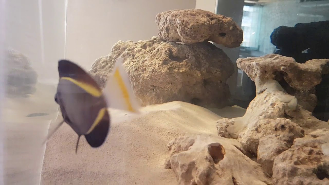 Gold Rimmed Tang - YouTube