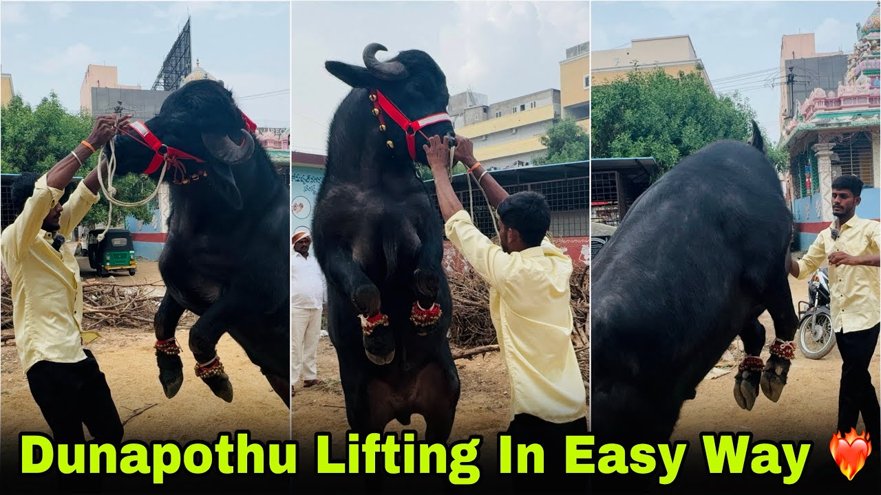 Bull lifting in easy way for sadar 2024 || Bull full review and ...