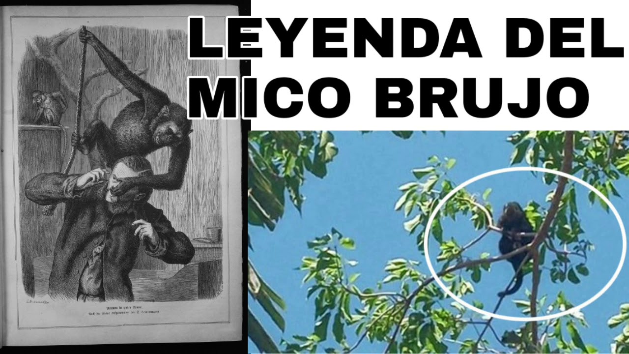 Leyenda del mico brujo - YouTube