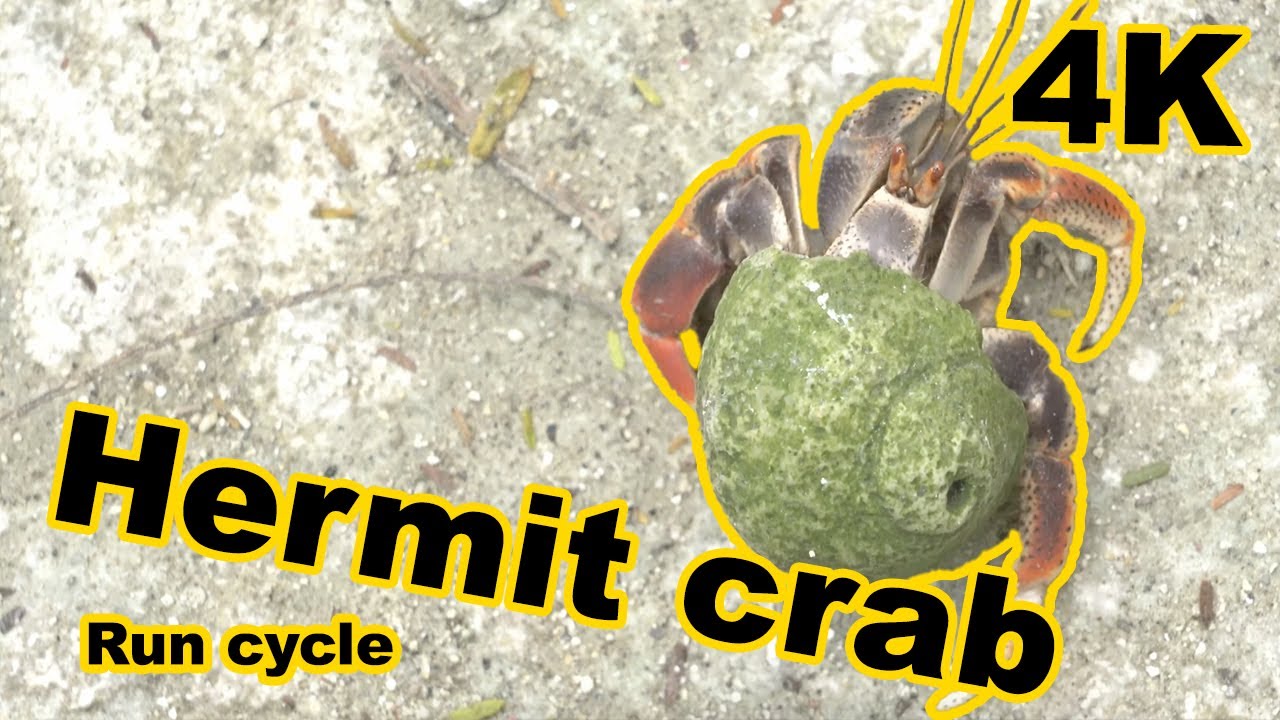 Hermit Crab walk cycle, animation reference - YouTube