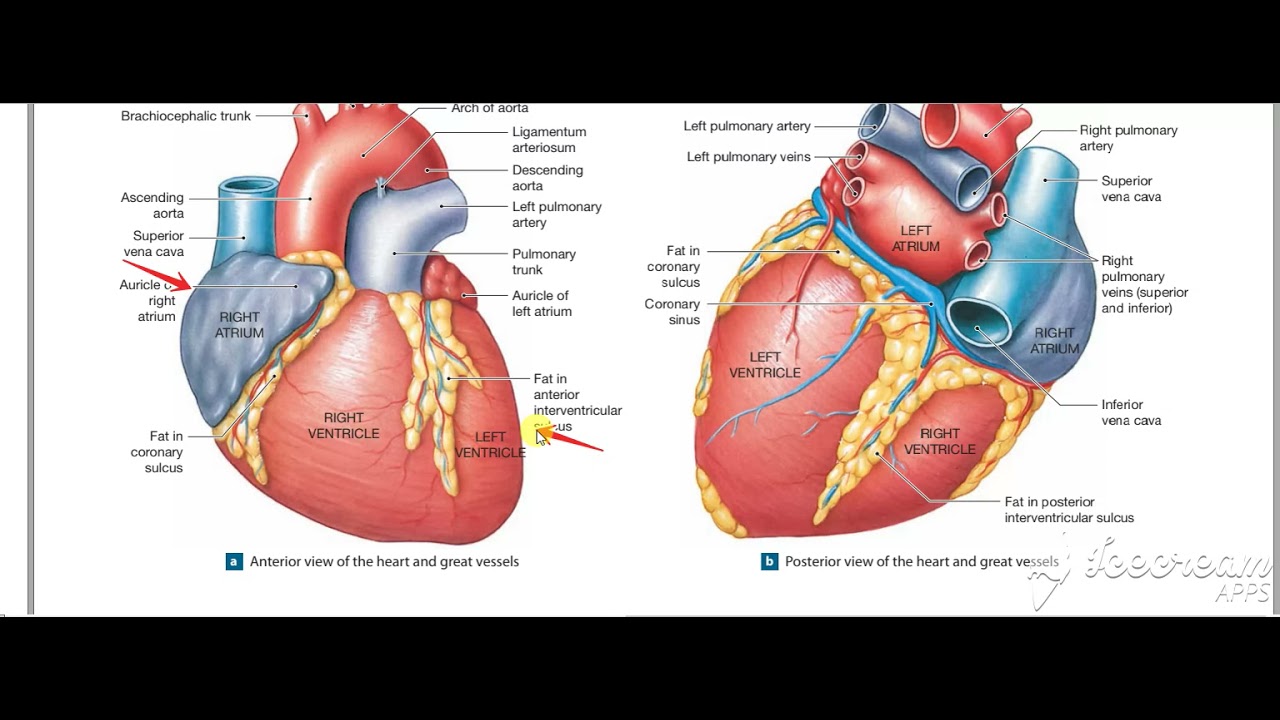 Heart surface anatomy - YouTube