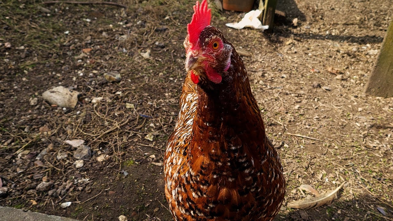 Attacked by Chickens - Fixing up the garden - YouTube