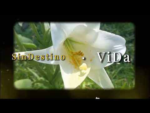 ViDa  -  SinDestino