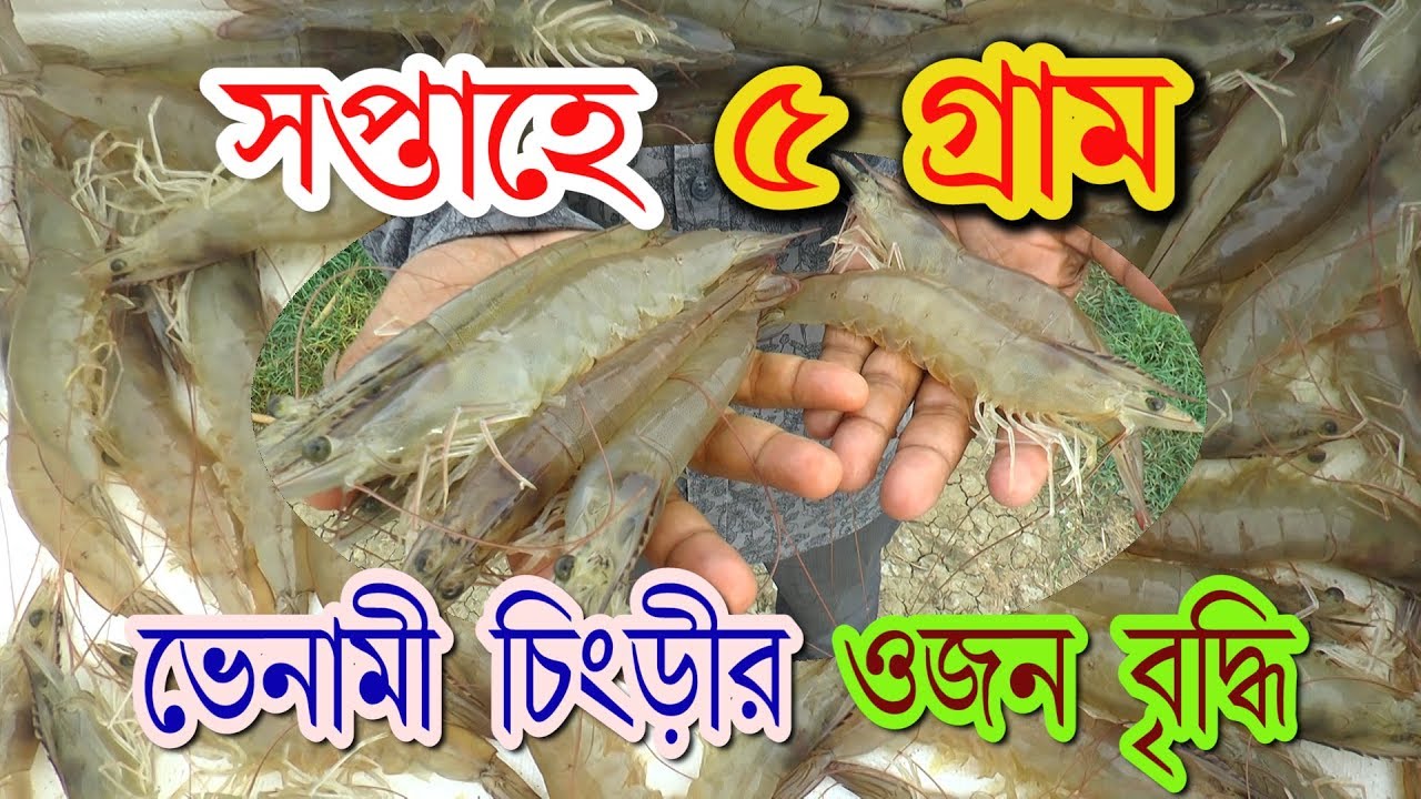 ভেনামি চিংড়ি চাষ # মেদিনীপুর # Venami chingri chas by J.C.Biotech ...