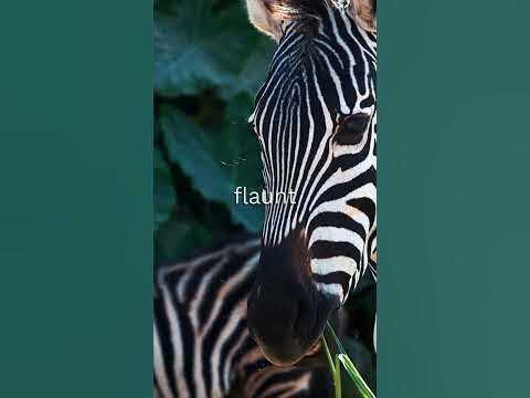 Why do animals have stripes on their bodies? 🐅 - YouTube