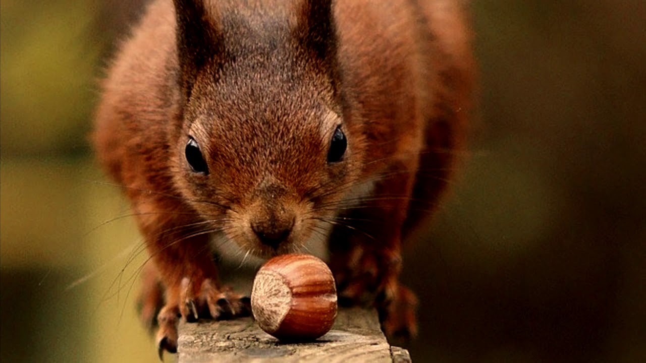 Veverita care isi rodea unghiile I Povesti pentru copii - YouTube