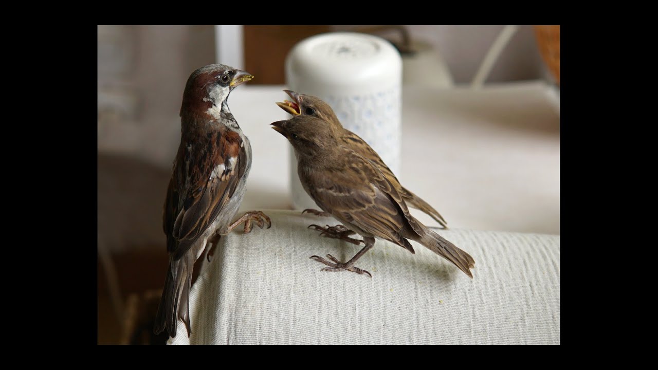 Robin el gorrión....los 2 Pollitos más pequeños no paran de pedir ...