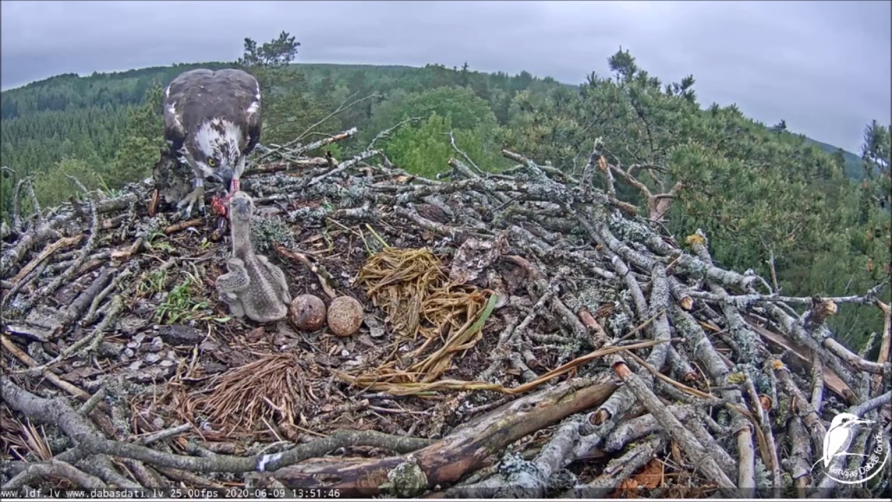 Latvia/06-09-2020/13:50 flapping fish lands on baby &feeding - YouTube