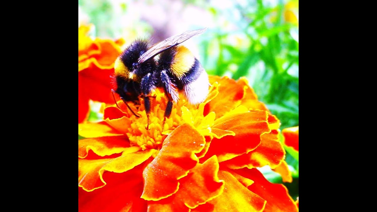 3D Jumping Spider Bumble Bees Flying Hip Hop to Tokyo . kiD cReaTed ...