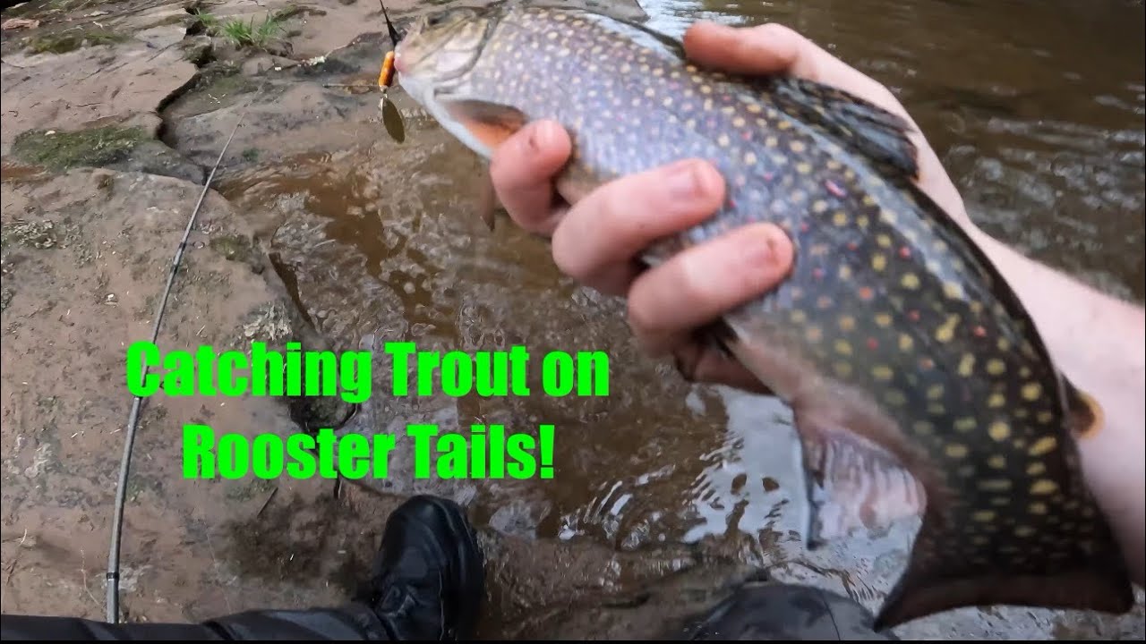 Catching Brooke trout on rooster tails! small Pennsylvania Creek, Catch ...