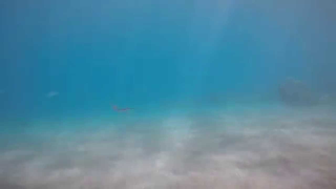 Hawaiian Needlefish (Aha) - YouTube
