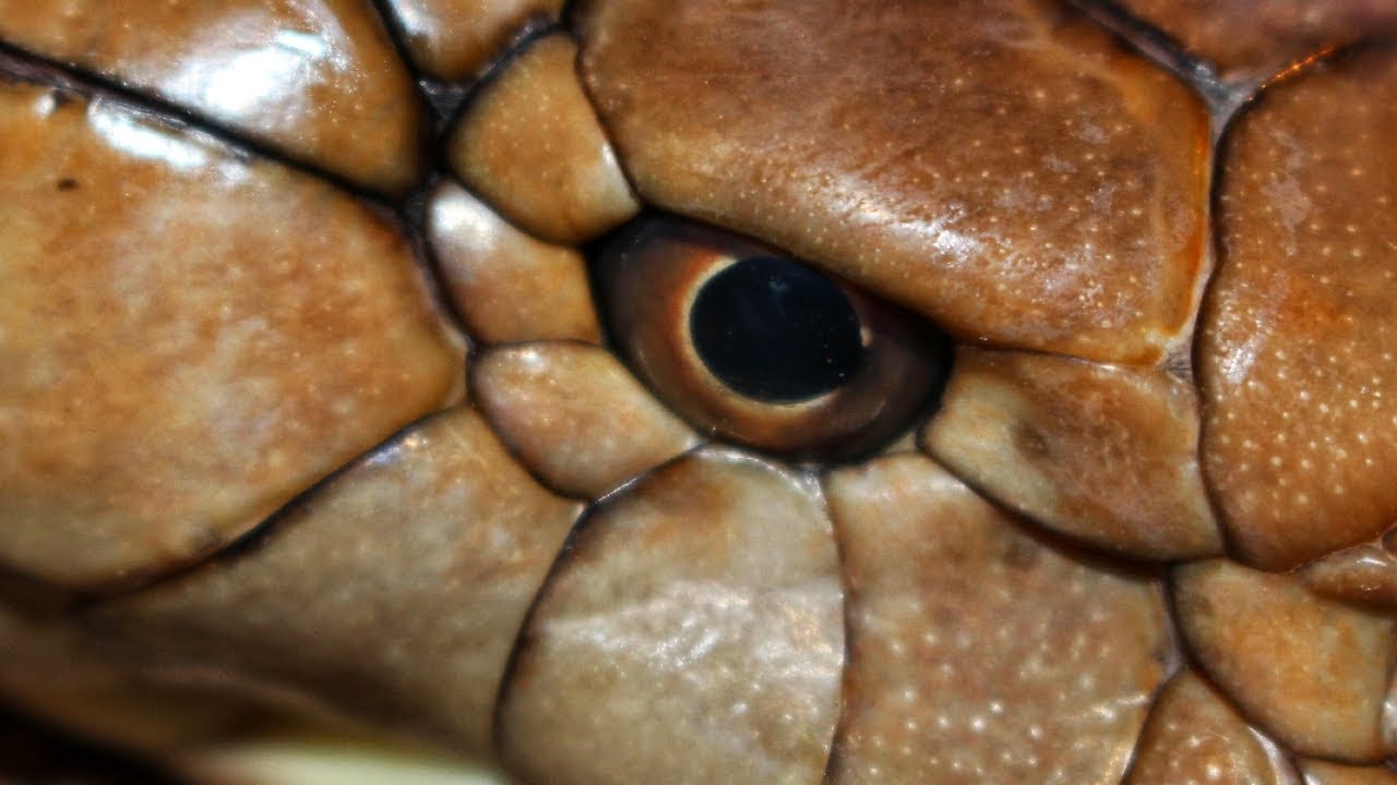King Cobra Eyes Close Up