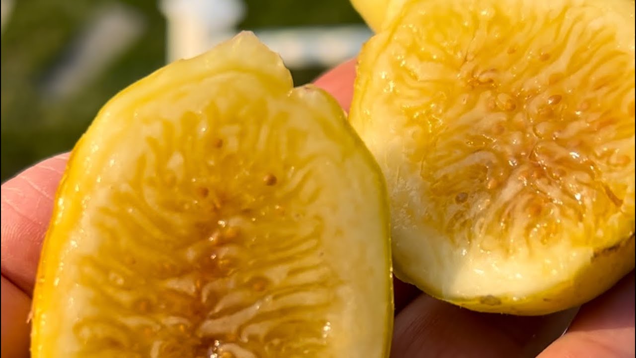 Yellow Long Neck Fig Tasting (August 19, 1024) - YouTube