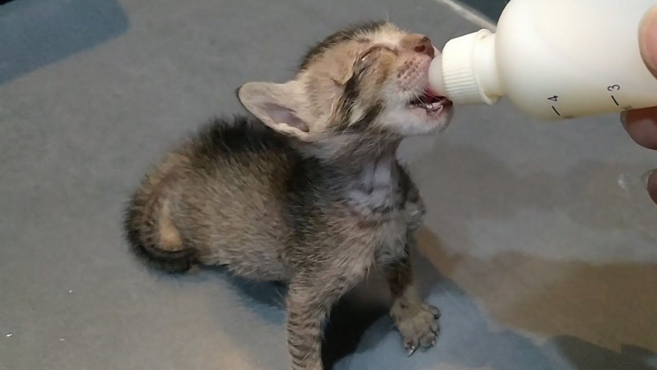 starving-rescue-kitten-drinking-milk-without-taking-breath-he-is