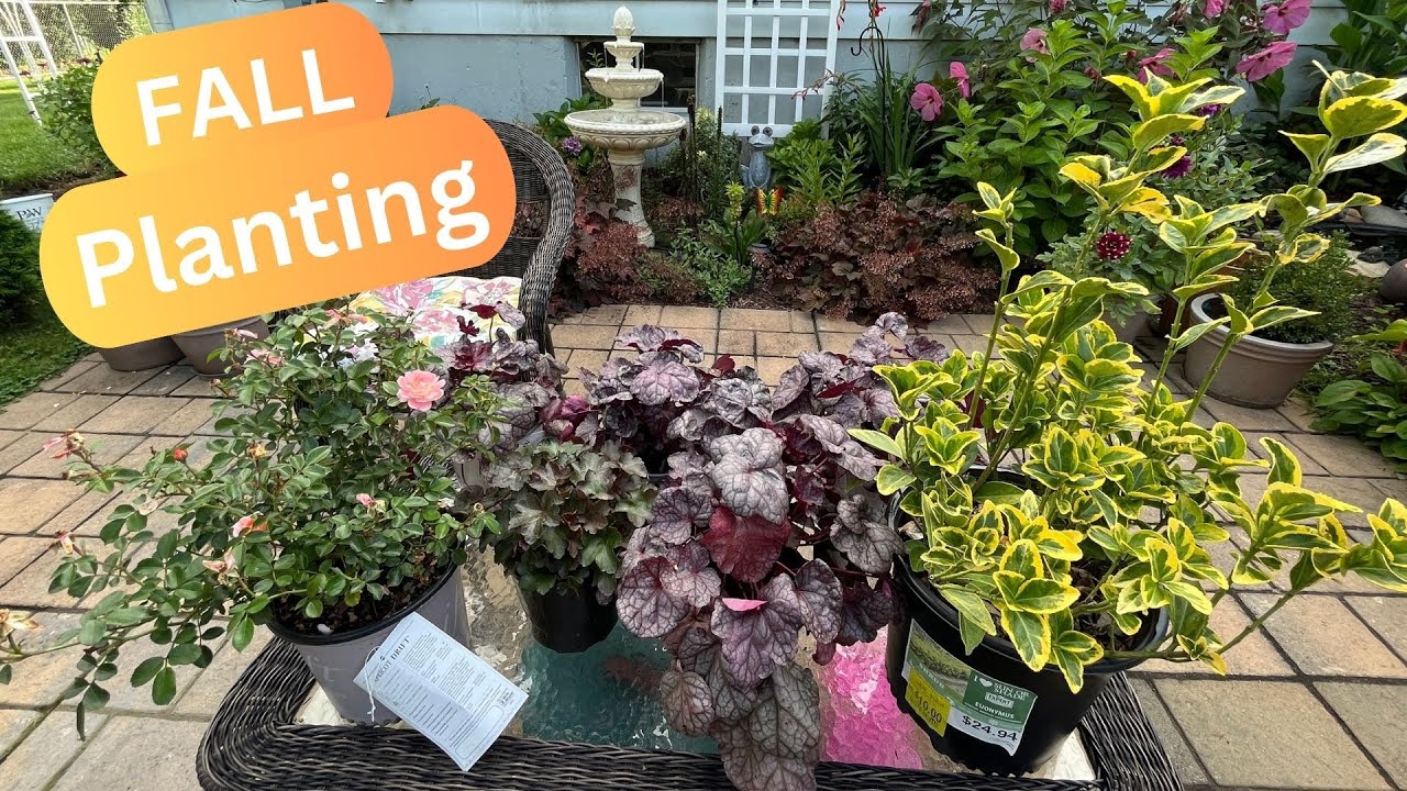 Planting My Clearance Plants - YouTube