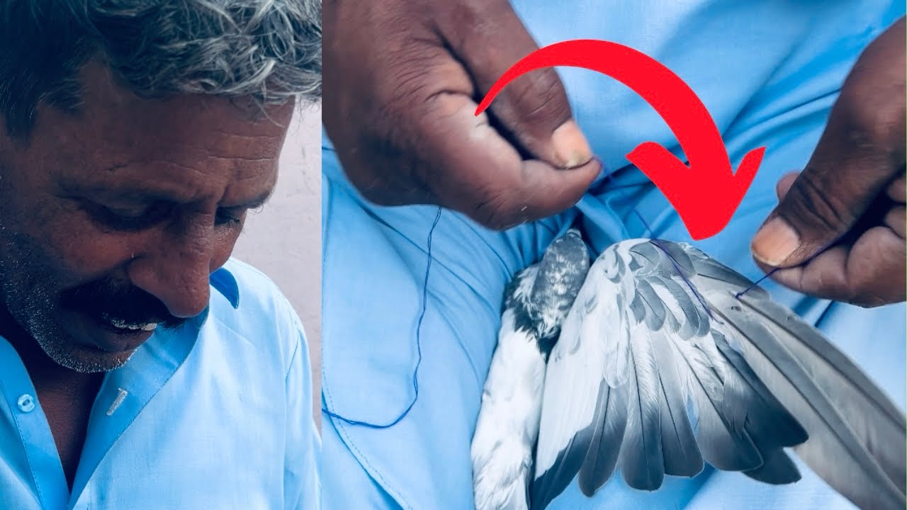Kabootar Ky Par Bandhne ka Sahi Trika | Dhoke Ratta Pigeon Club - YouTube