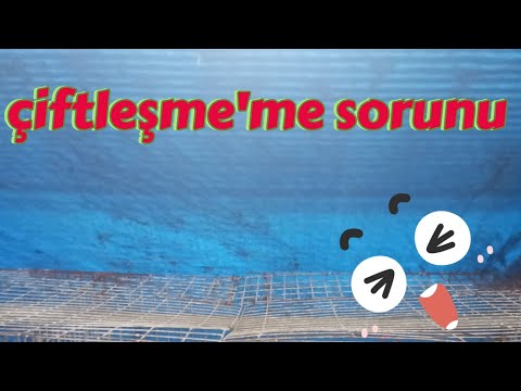 Etlik tavşan üretimi çiftleşme'me sorunu rabbit farm