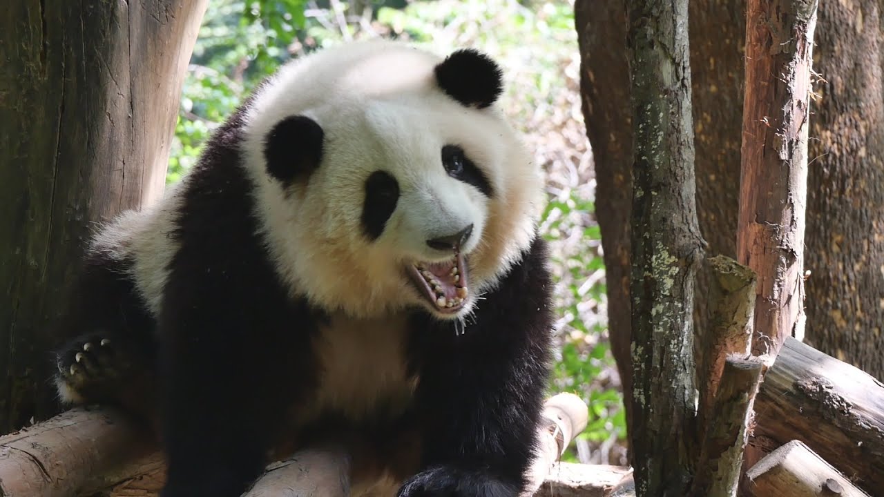 🌸Princess HeHua enjoys undisturbed fishing time 😋 10/16 - YouTube