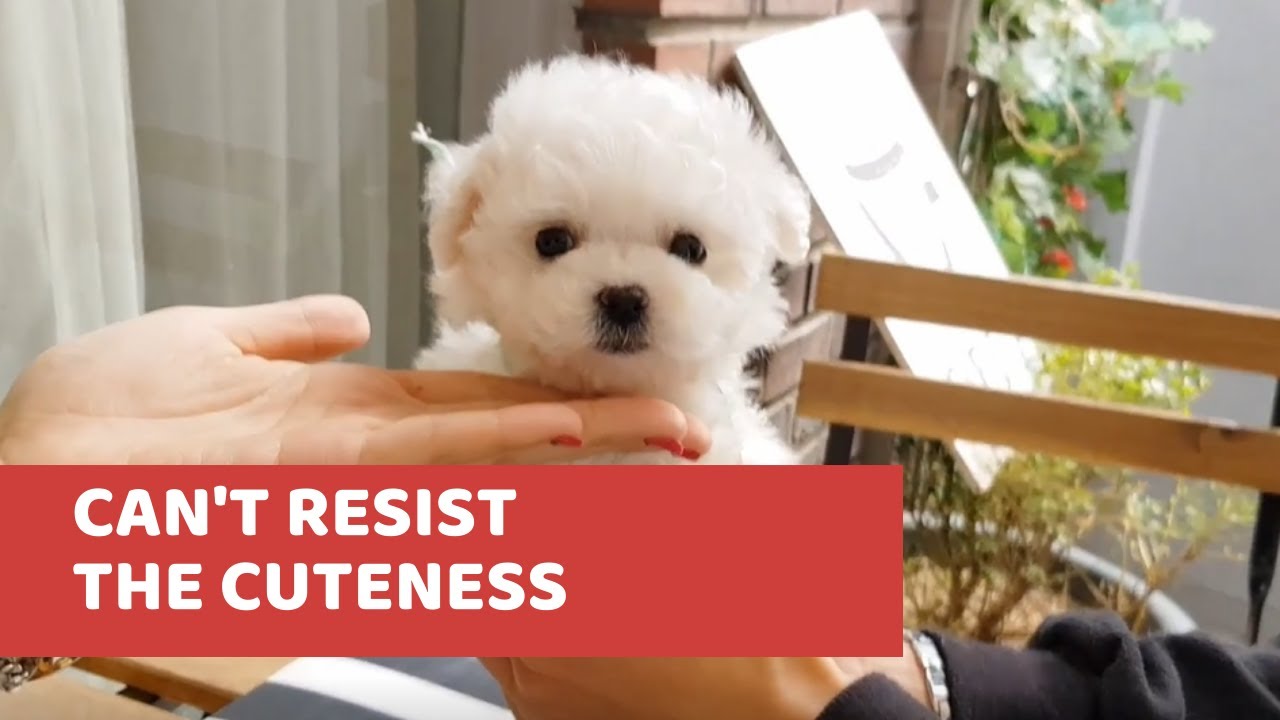 Adorable Baby Animals that Make You Go AWW | Can’t Resist the Cuteness ...