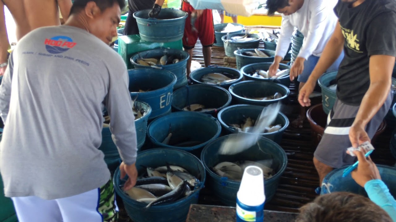 Bolinao milkfish harvest - YouTube