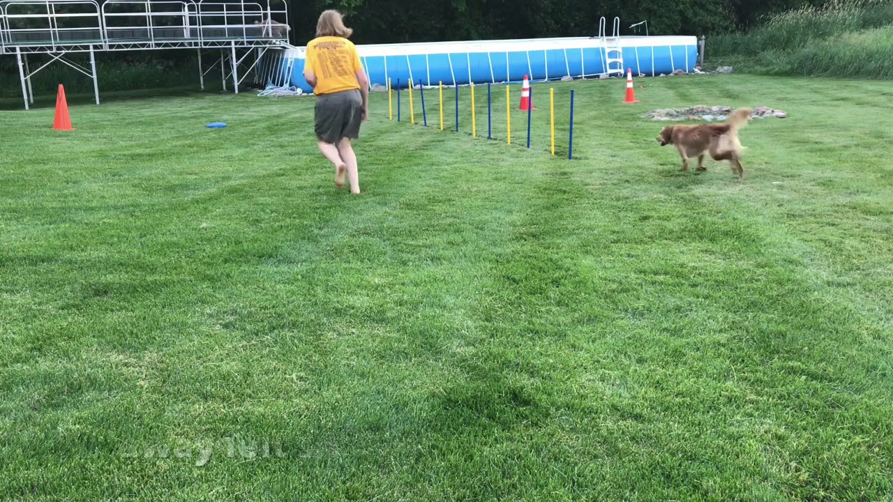 BAD Dog Agility Weave Challenge #3 - YouTube