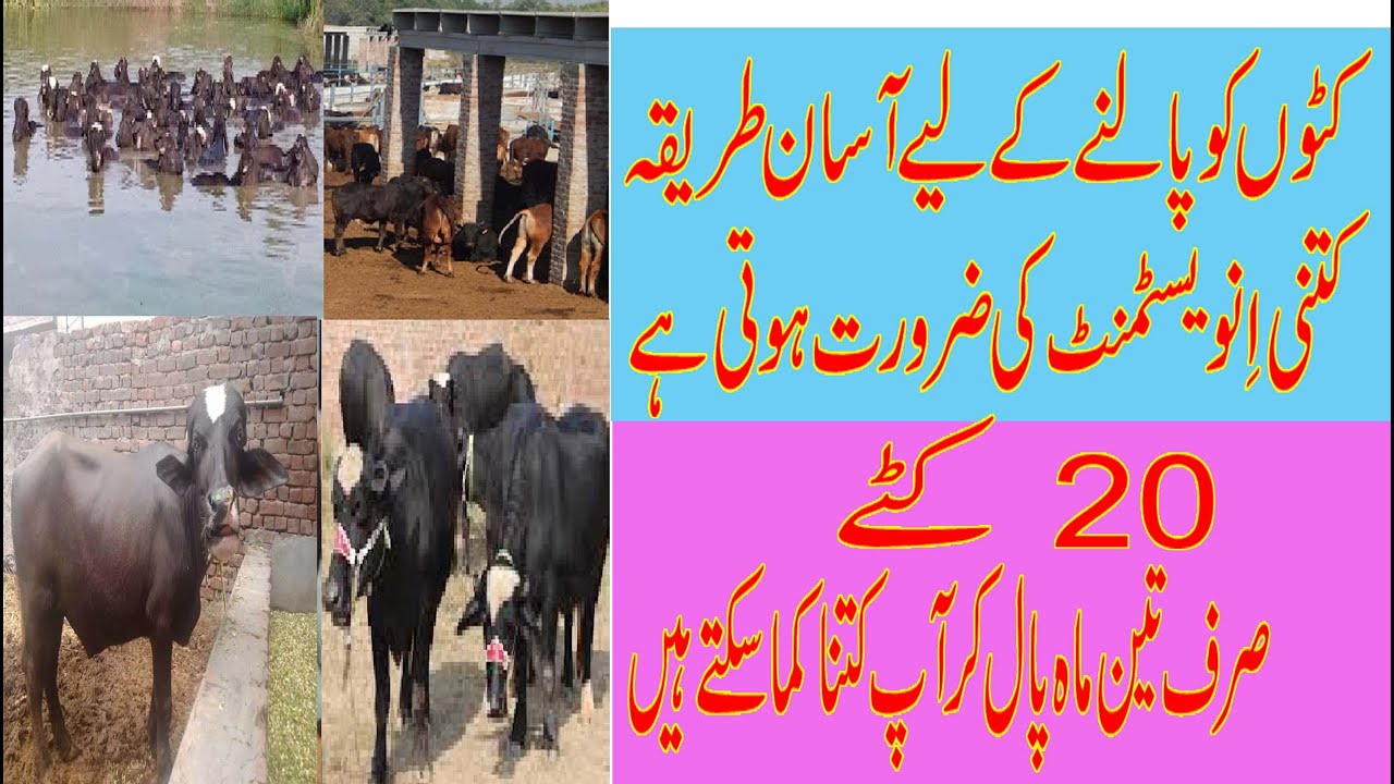 Katta #Farming #buffalo #Calf #calf animal #Katta Meat #Beef #Cow #cow ...