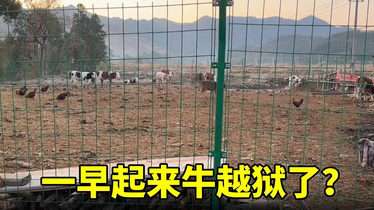 一早起来牛越狱，两只鹅满天飞，第二天才把它逮住，这算长见识了!#农村生活 - YouTube