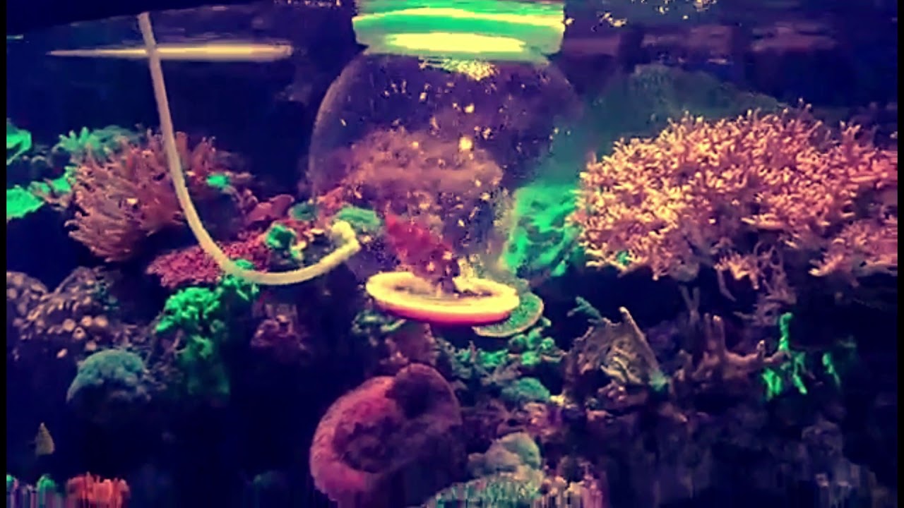 SUCCESS!!!! Tankmatez Amazing Bubble Aquarium Fish Trap - YouTube