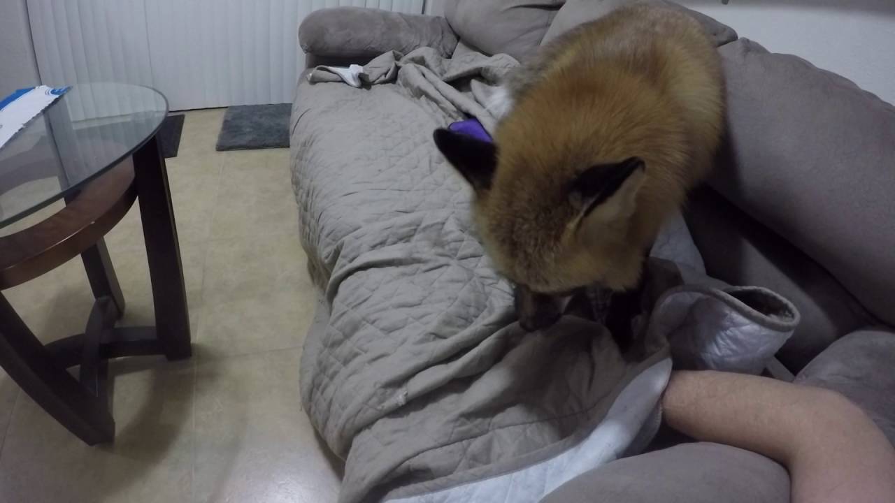 Playing "Get the hand" with your FOX - YouTube