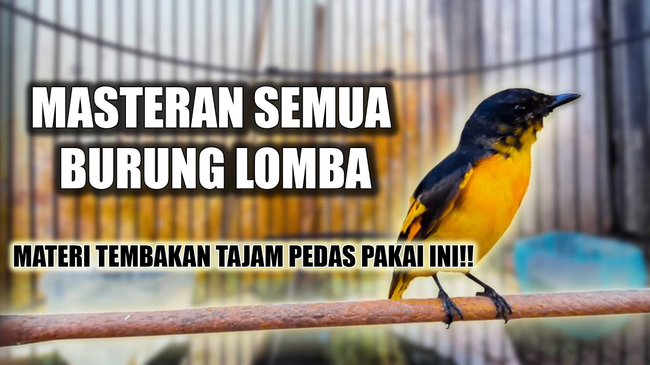 MASTERAN TAJAM MELENGKING UNTUK MURAI & CUCAK IJO - MANTENAN GUNUNG ...