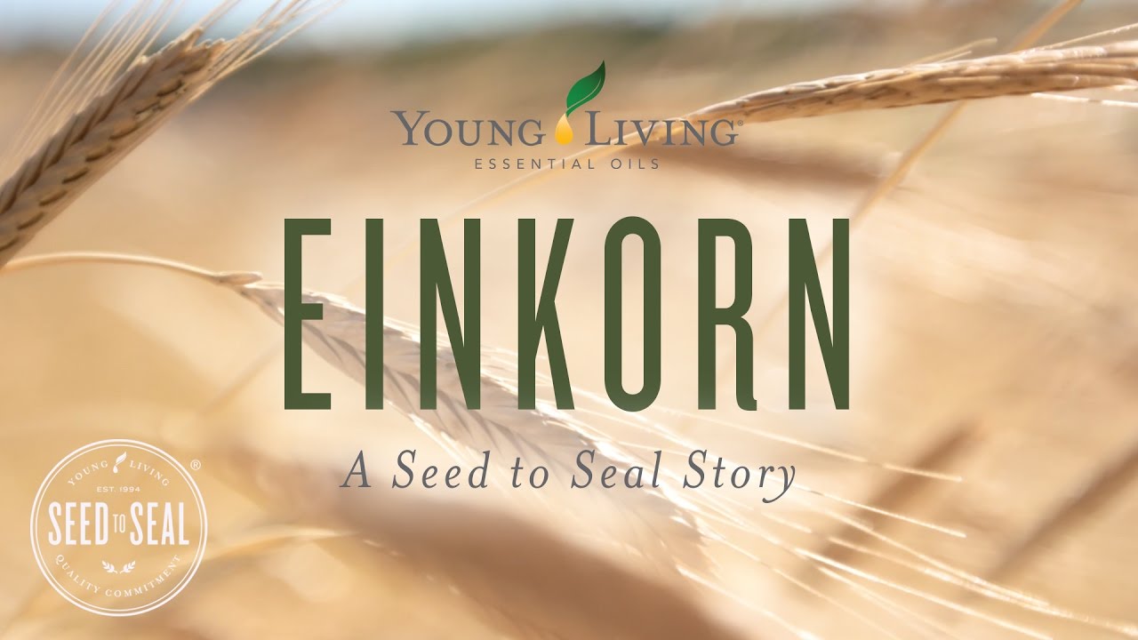 Einkorn: A Seed to Seal Story | Young Living Essential Oils - YouTube