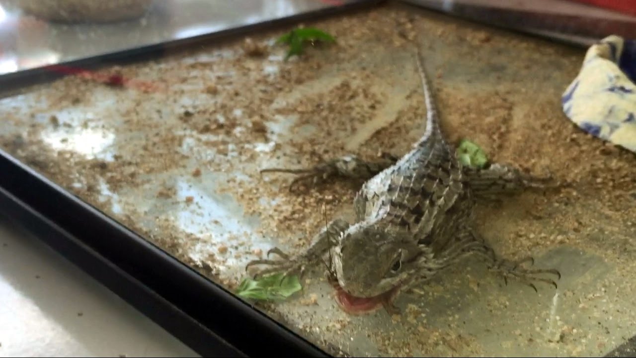 Lizard for Kids: Eating Bugs! - YouTube