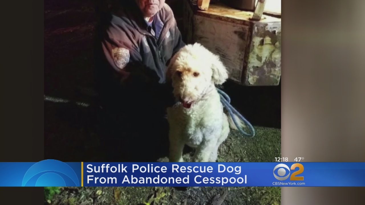 Dog Rescued From Cesspool - YouTube
