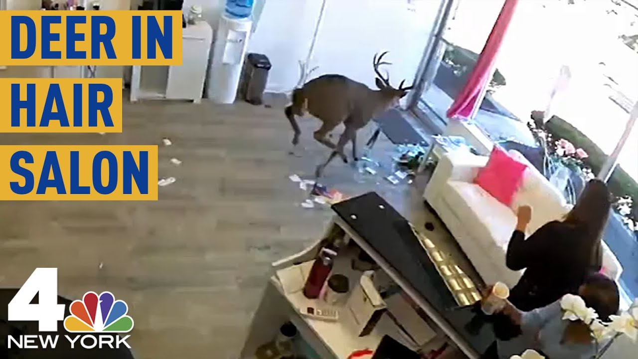 Insane Video Shows Deer Crashing Through Hair Salon Window | NBC New ...