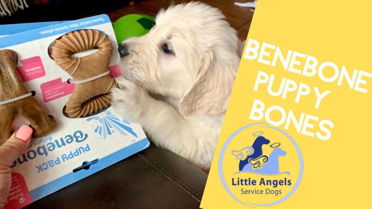 Can Puppies Have Benebones