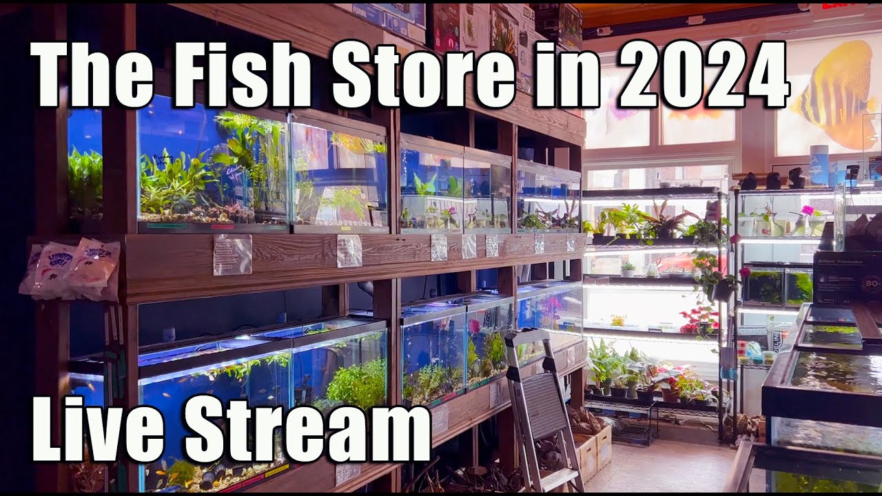 [LIVE] The Role of The Fish Store in 2024 + Plus Fish Q&A! - YouTube
