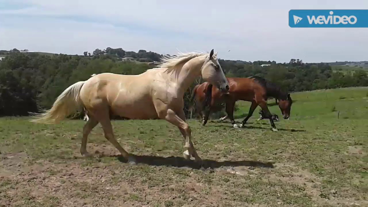 Commandar offered for sale contact triple r stables for info 3302312311 ...