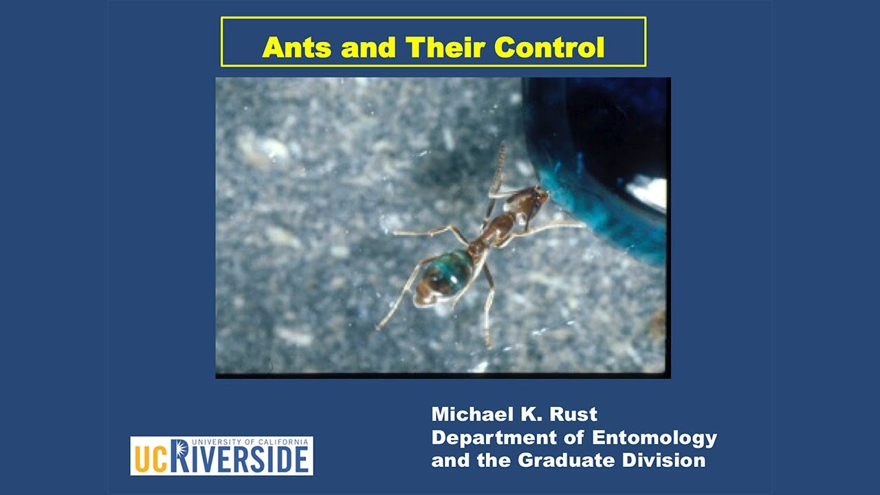 Invertebrate Pests Ants - YouTube