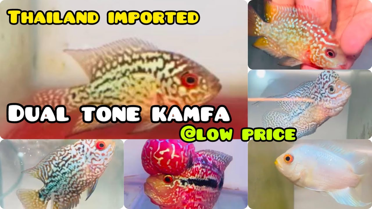 Imported low price flower horn | Dual tone kamfa fish | Thailand ...