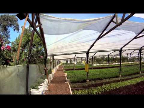 Caoba Farms - Cultivos orgánicos en Antigua Guatemala - YouTube