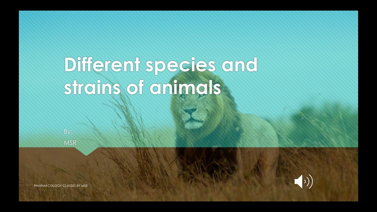 Species and Strains of experimental animals by MSR - YouTube