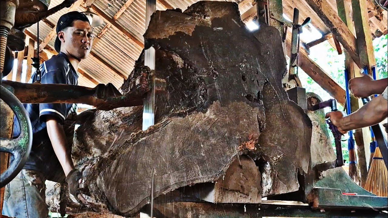 Shocking incident while sawing giant teak logs worth hundreds of ...